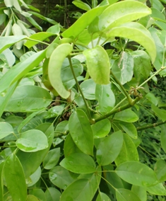 Kayu Tulak Penolak Bala - Bali Unik