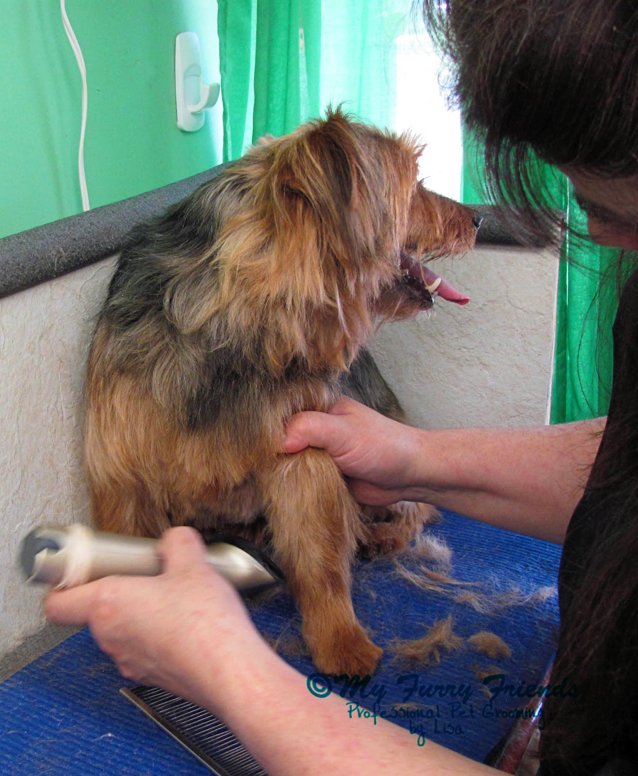 Pet Grooming: The Good, The Bad, & The Furry: What Would You Do? #2