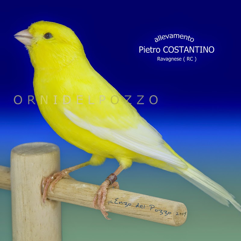 Canarini, gli accoppiamenti consigliati