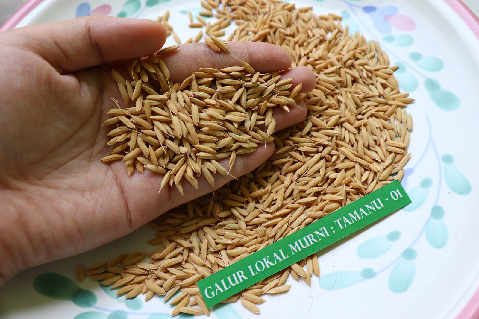 Benih Padi Unggul TAMANU - 01 by Tani Makmur Nusantara - Tani Makmur