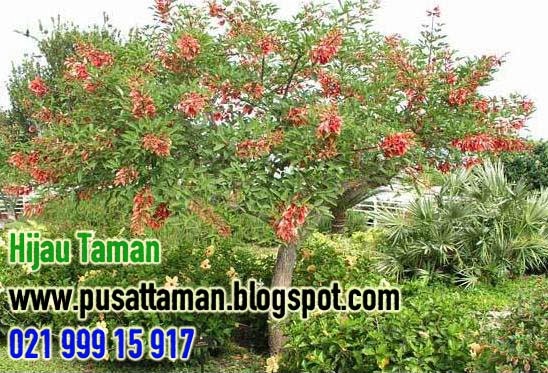 JUAL POHON DADAP MERAH | KHASIAT / MANFAAT POHON DADAP MERAH | TANAMAN ...