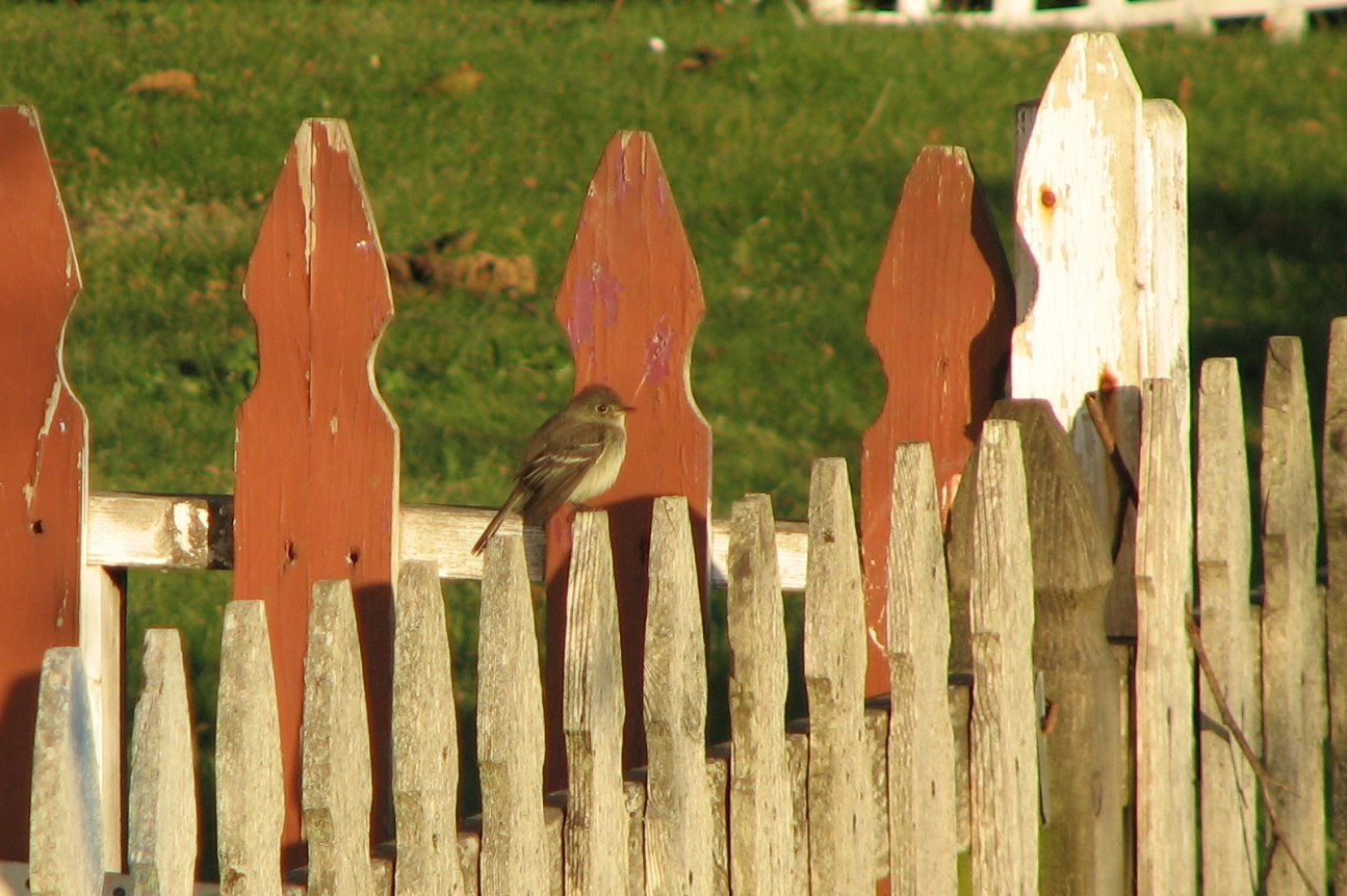 Andy Frank: Least Flycatcher, Surfbird, Black Turnstone, Ruby-crowned ...