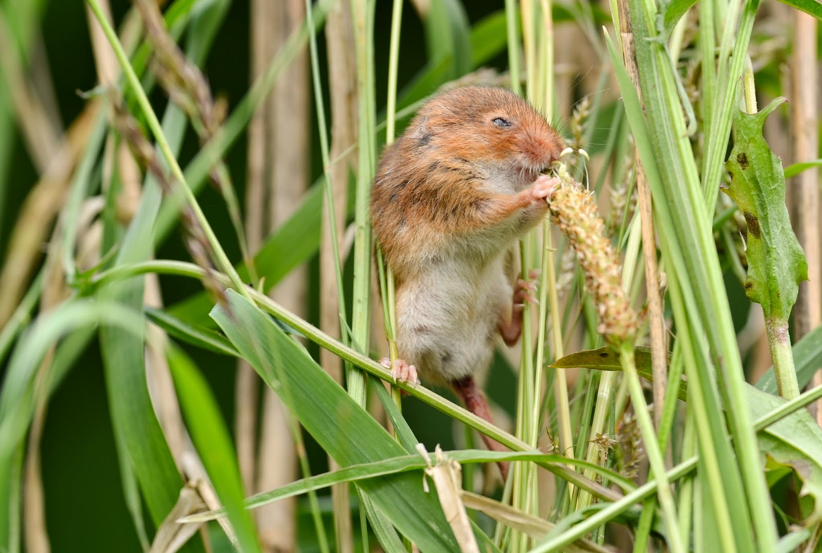 Die Naturfilmer: Kletterkünstler auf schwankenden Halmen...