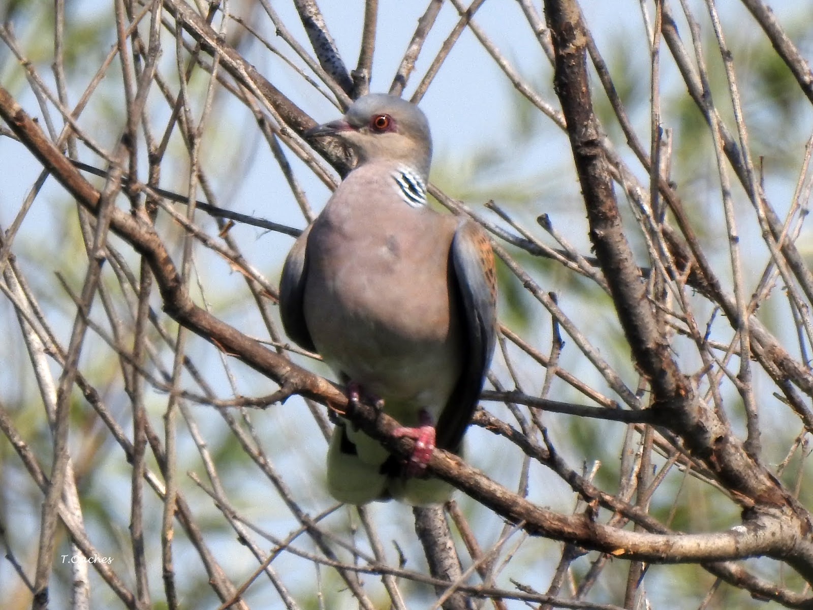 PASARI DIN ROMANIA: TURTURICA, Streptopelia turtur