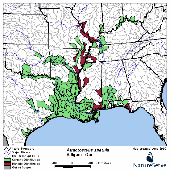 Mahamaya Hiko: jenis-jenis GAR fish (ikan aligator)