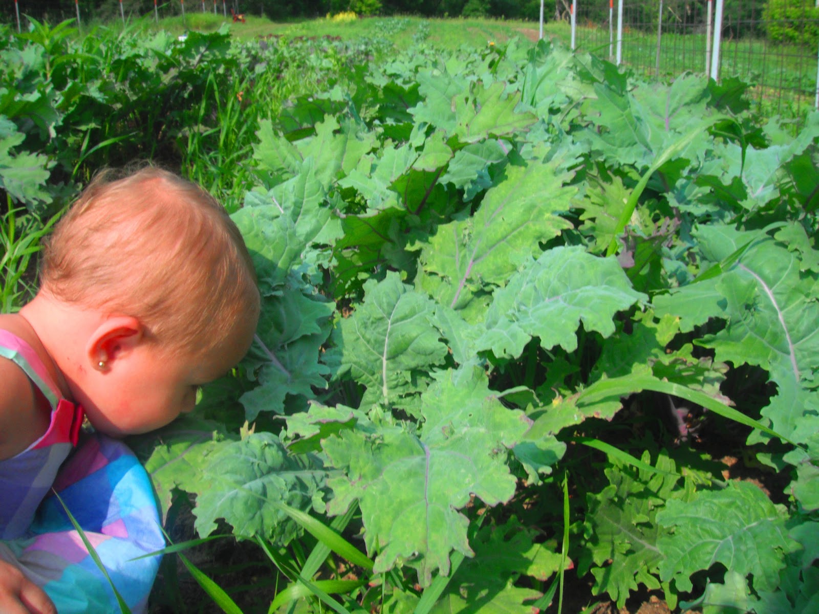 Luster Lands Organic Farm