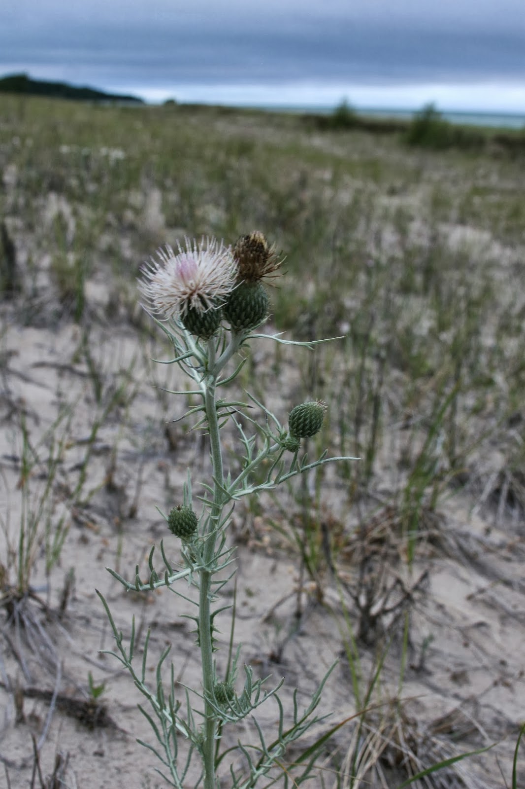 Isabella Conservation District Environmental Education Program: Native ...