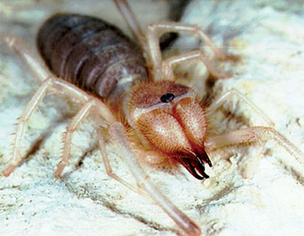 The Minds Eye: The Camel Spider (Spider of Many Names)