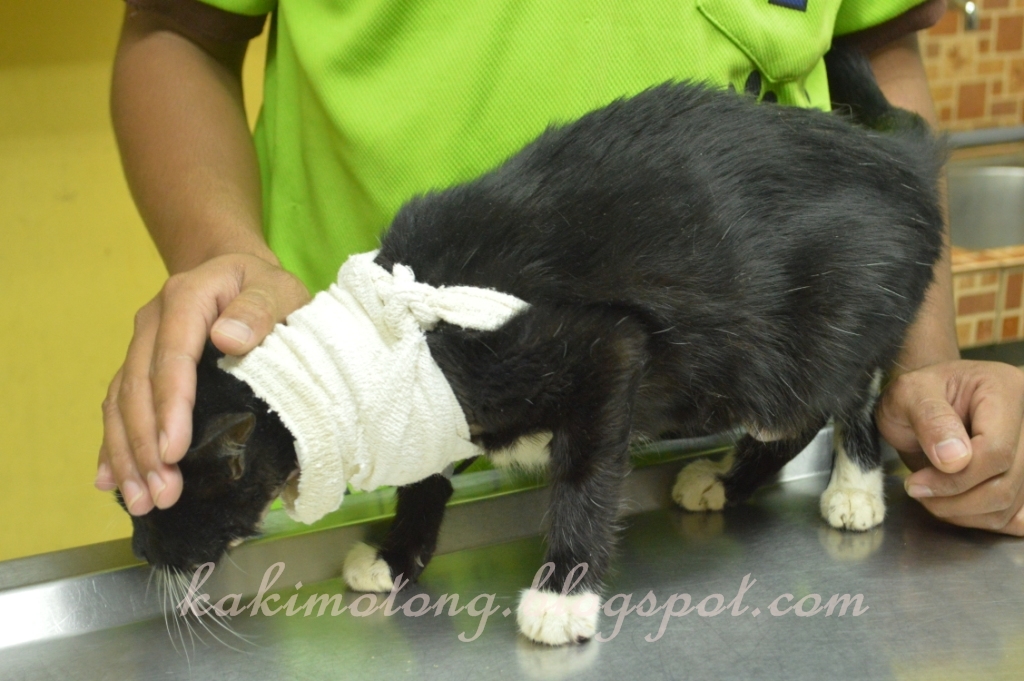 Susulan Berita Terkini Si Tompok, Kucing Yang Cedera Parah Di Leher ...