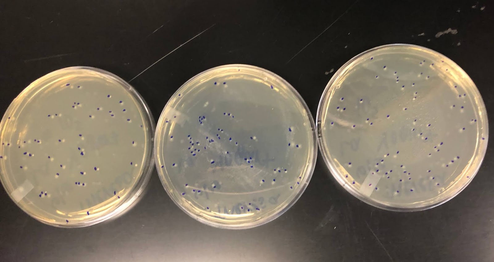 How to Count Bacterial Colonies