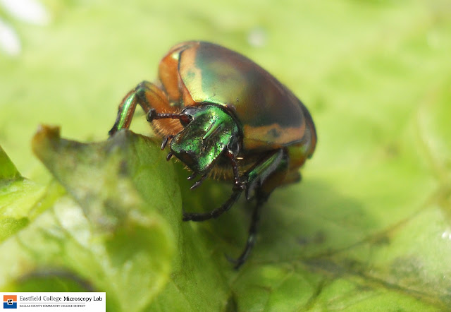Scanning Electron Microscope Blog: Scarab Beetle - Beautiful, even if ...