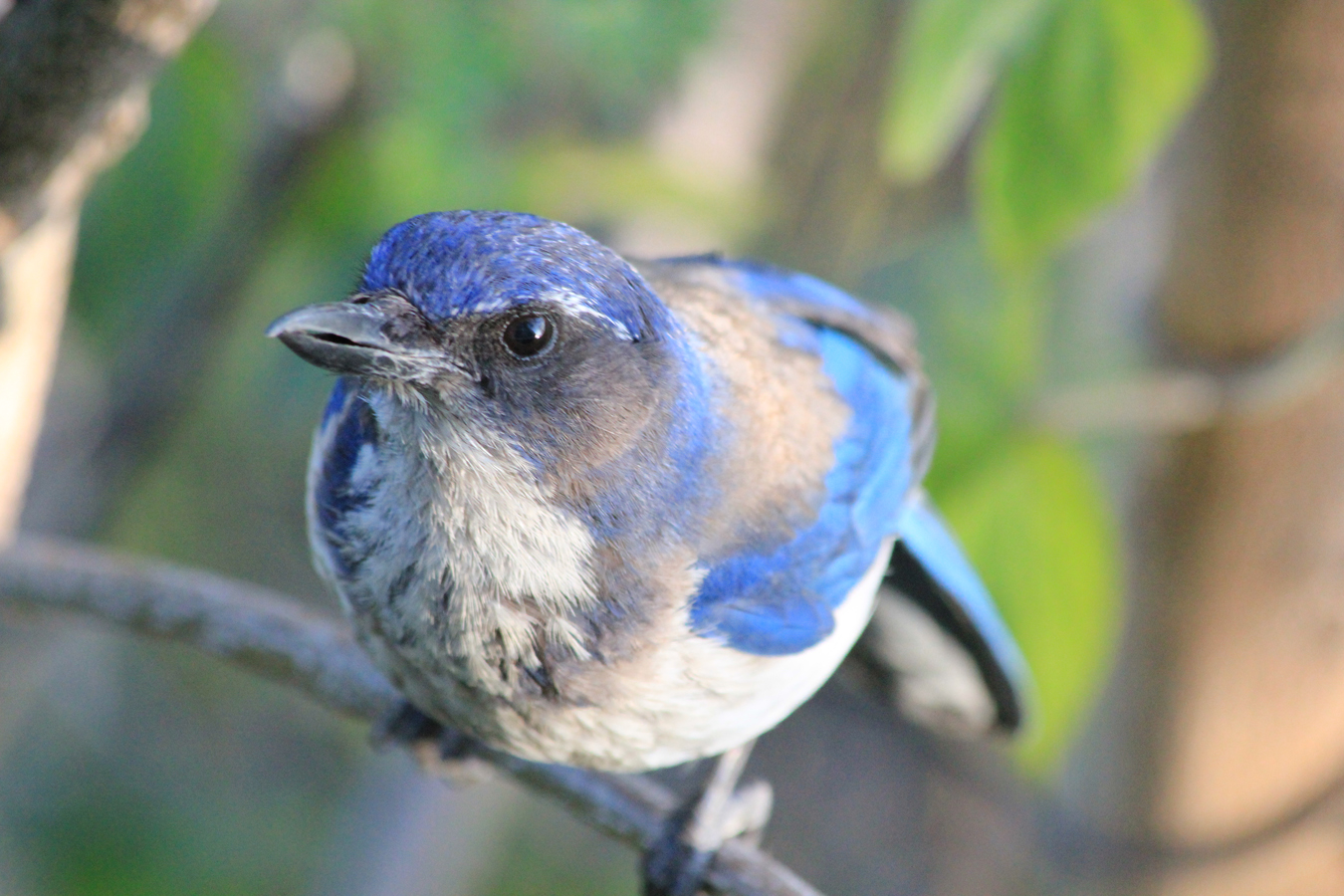 BirdCam on Cheltenham: Western Scrub-Jays and Peanuts