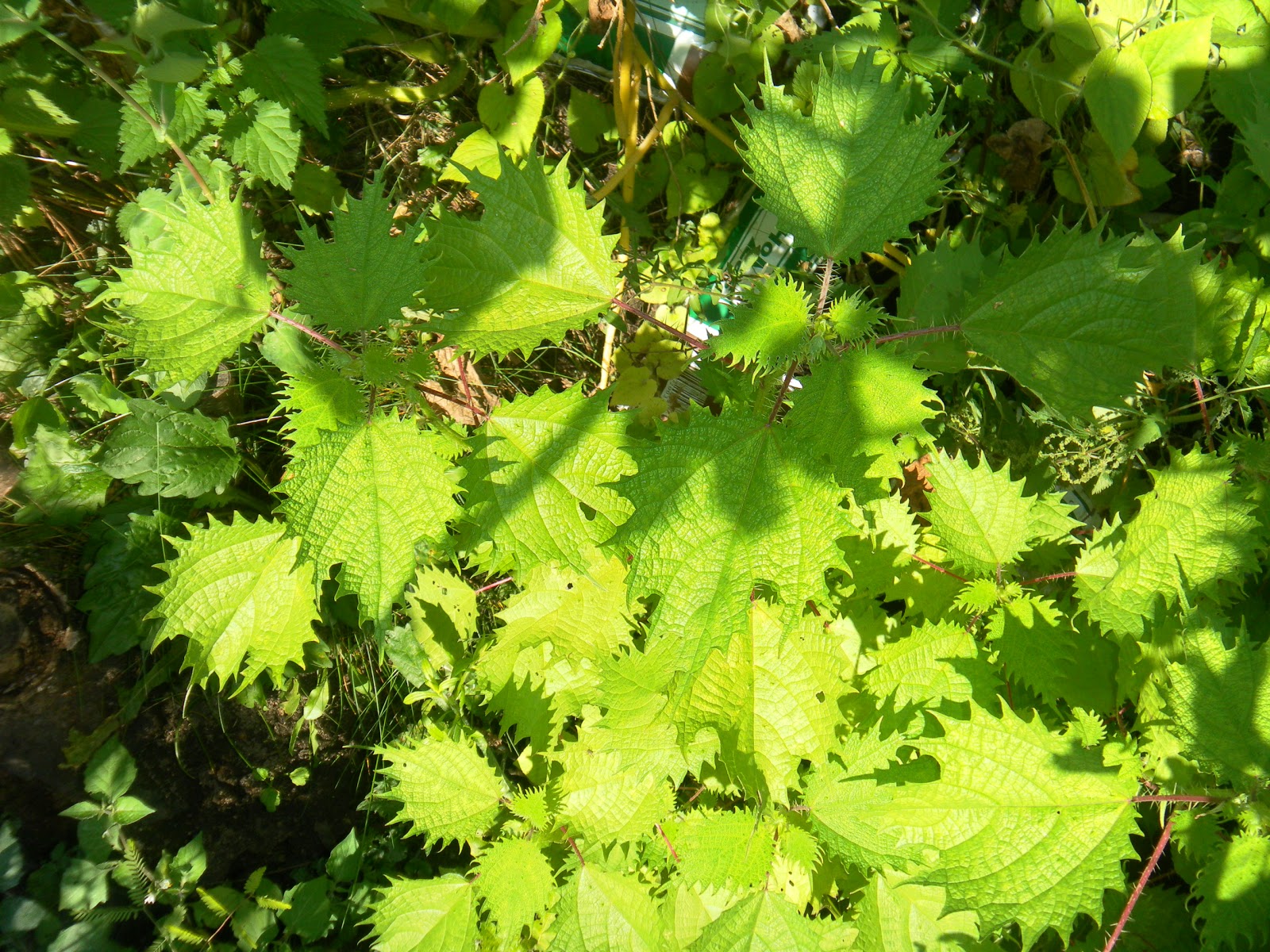 Scirpidiella's Plants: Giant Asian Nettles (Girardinia spp.)