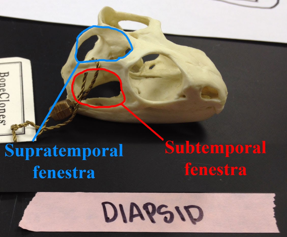 Biology of the Reptilia: Laboratory #1: General Anatomy of Reptiles by ...