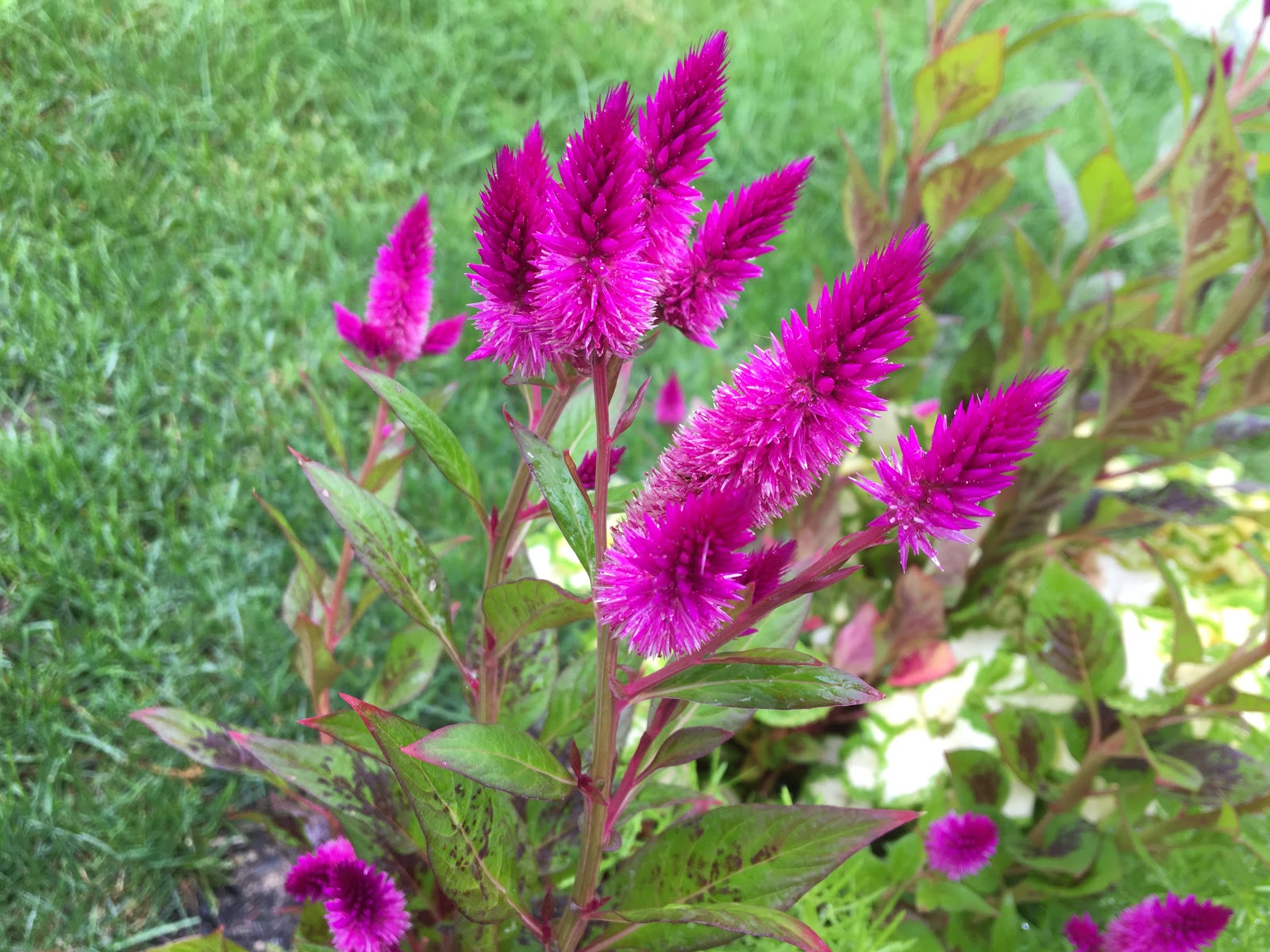 Bright Pink Fiery Feathery Annuals [Backyard Neophyte Landscaping Blog]