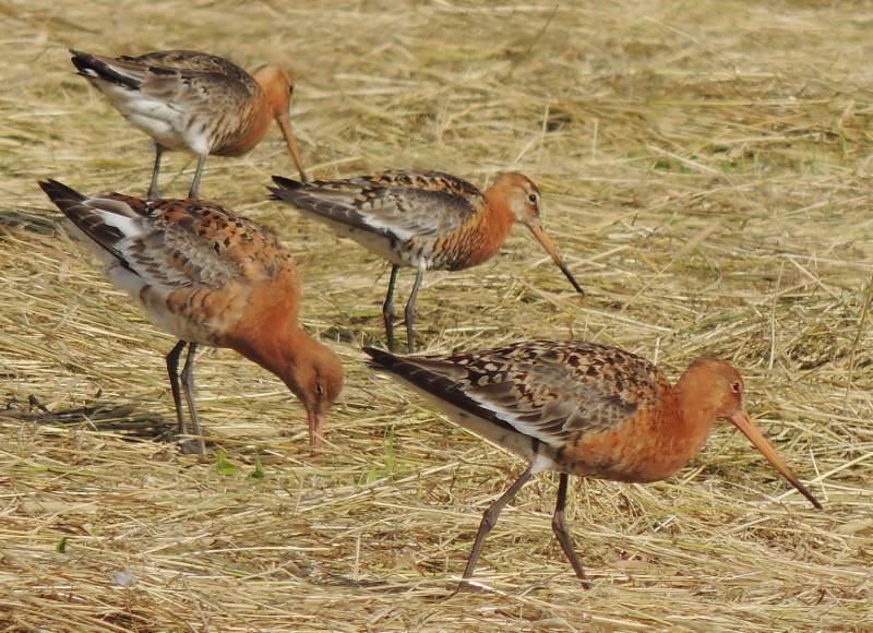 Tim Wootton Wildlife Art