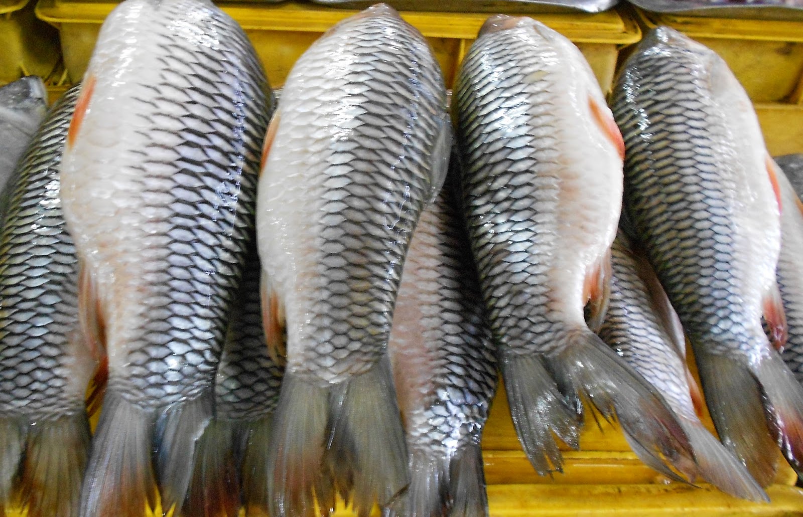 FREELITTLEBRAIN: Empurau - the most expensive fish in Sarawak
