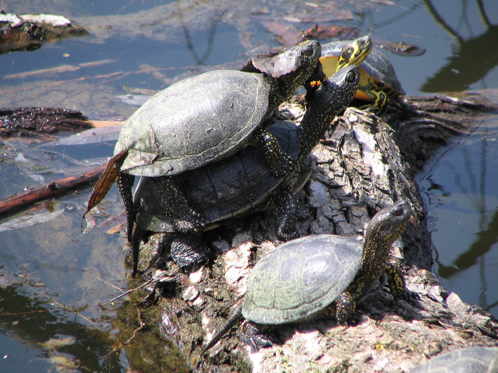 LA MULȚI ANI, ROMÂNIA!: Din nou testoase