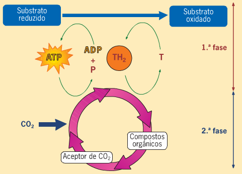 Conhecimentos Ativos: Quimiossíntese