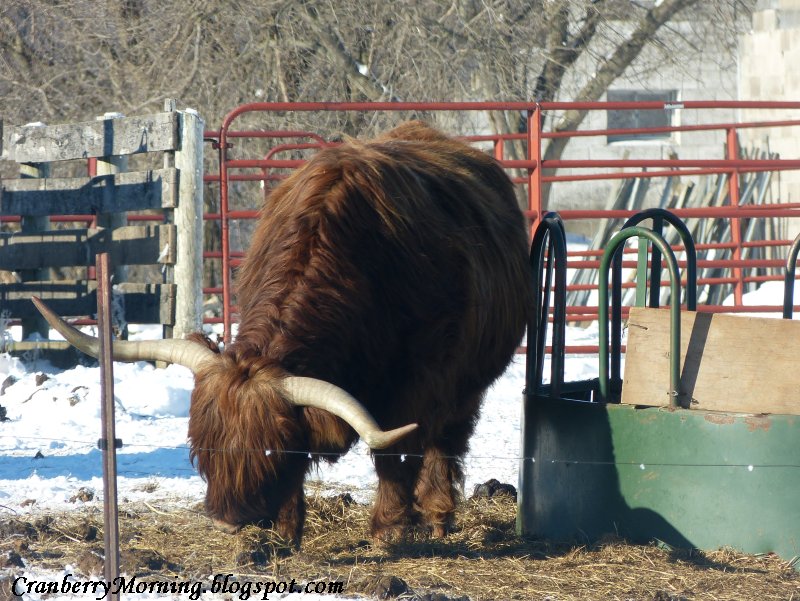 Cranberry Morning: Wisconsin Barns, Highland Cattle, and Good Fences