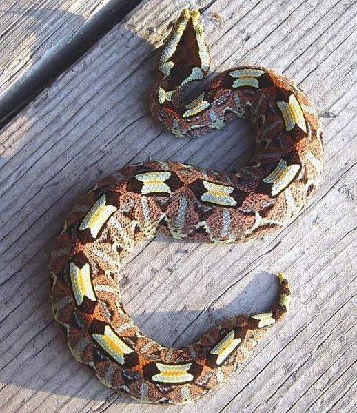 Azam Ajward: ~~~~~Worlds Most Colorful Snakes..................