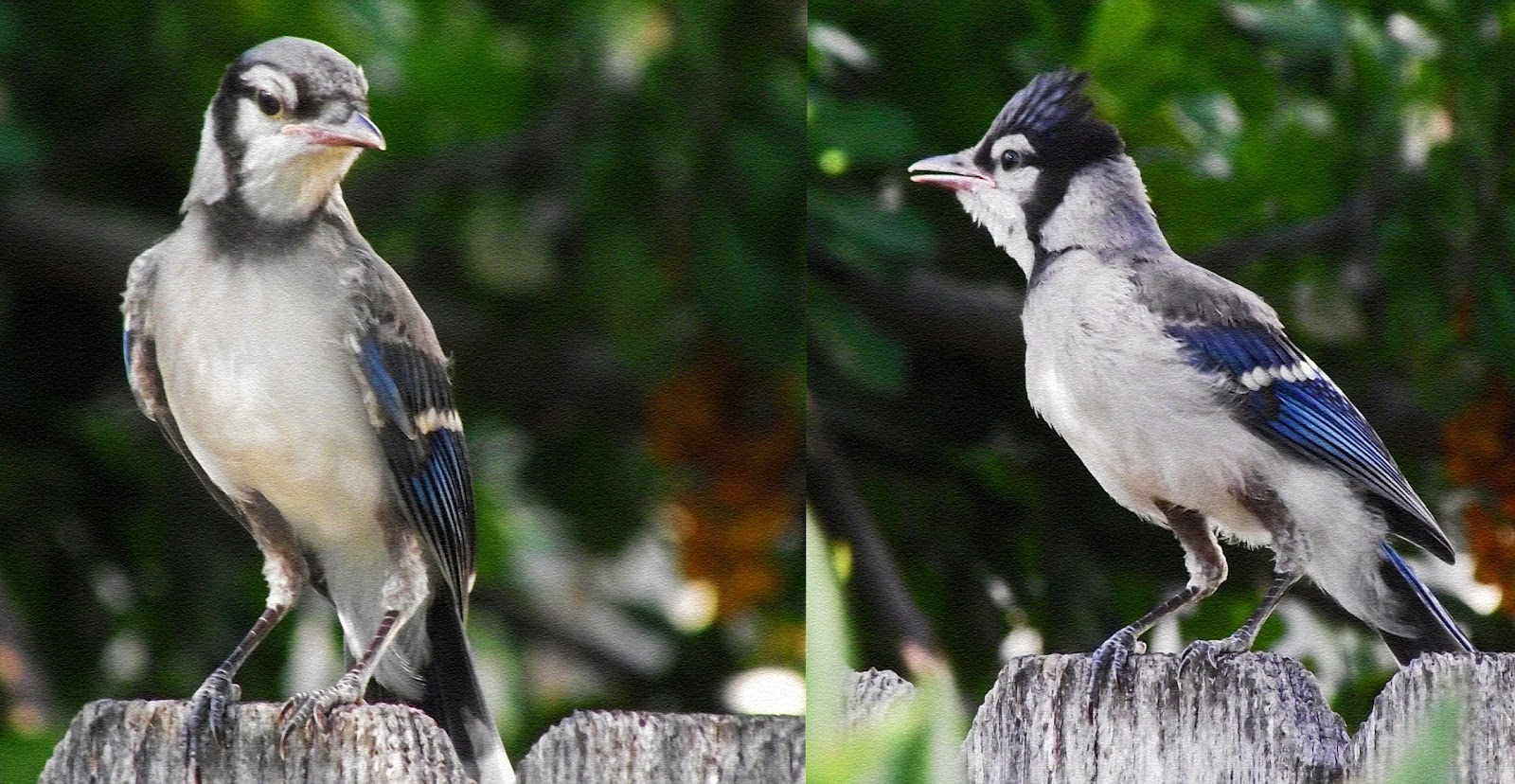 A WHITEWASHED COTTAGE: Young Blue Jay
