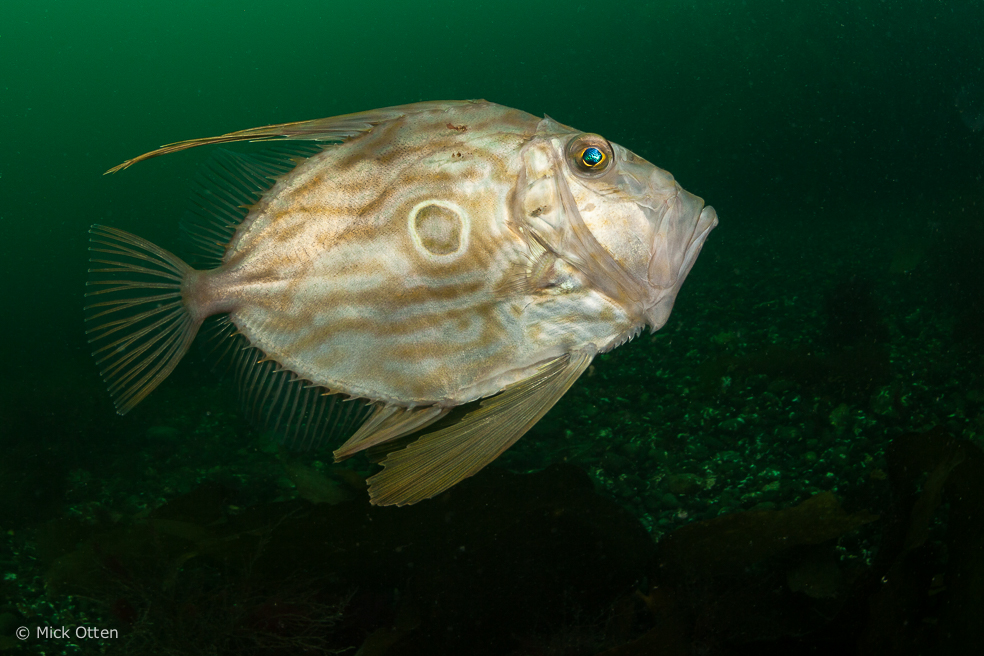 Mick's marine biology: John dory: curious and cosmopolitan fish