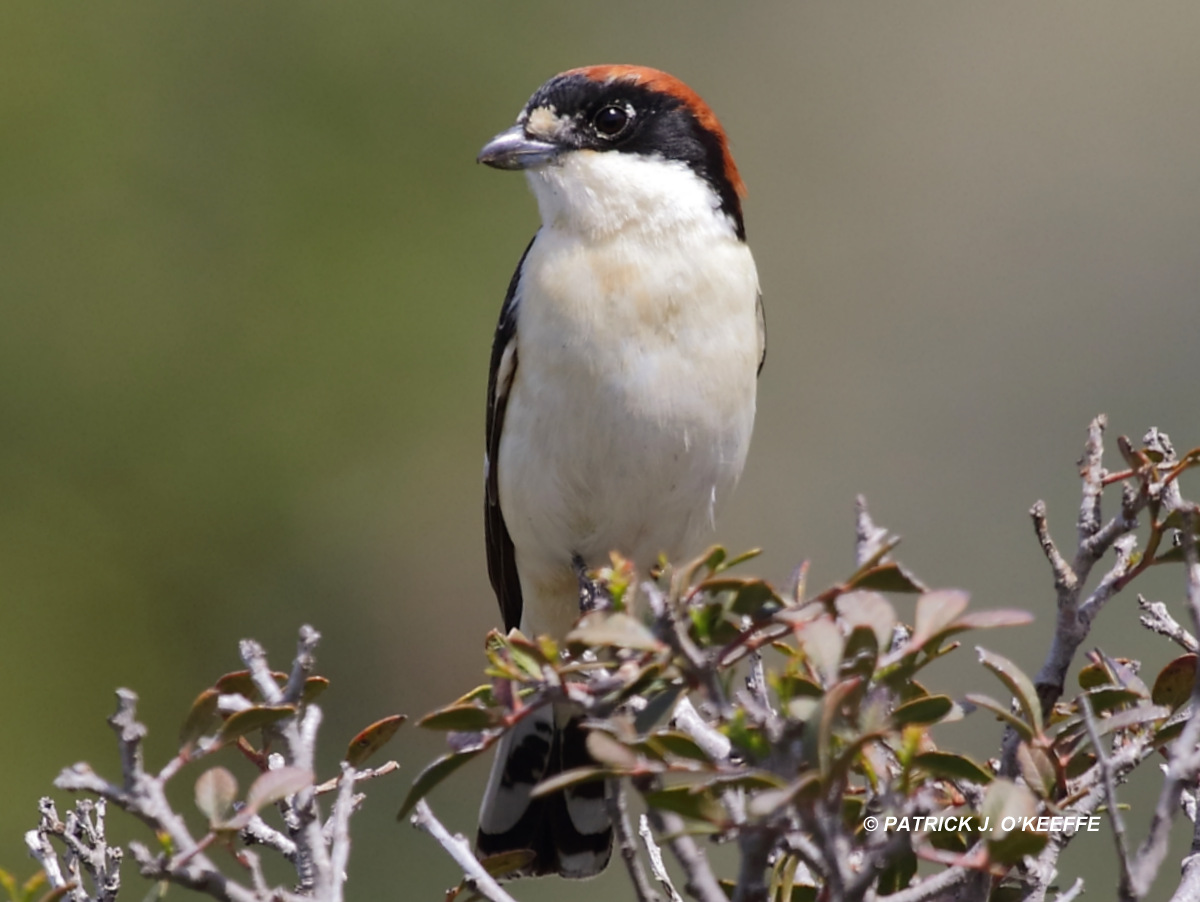 Raw Birds: WOODCHAT SHRIKE (Male) (Lanius senator) Katholiko Monastory ...