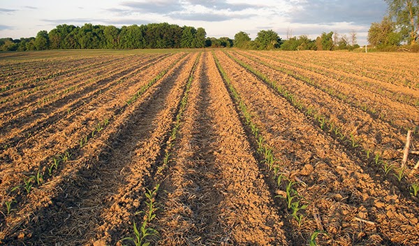 Baby Corn Production Guide