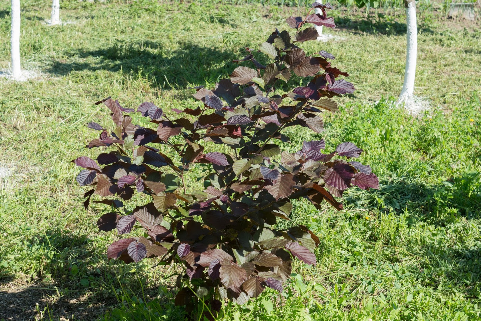 cele patru anotimpuri: Alun