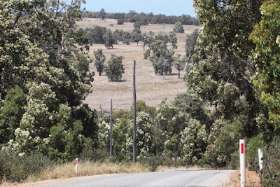 Researching Carnaby's Cockatoo: Spectacular flowering Marri