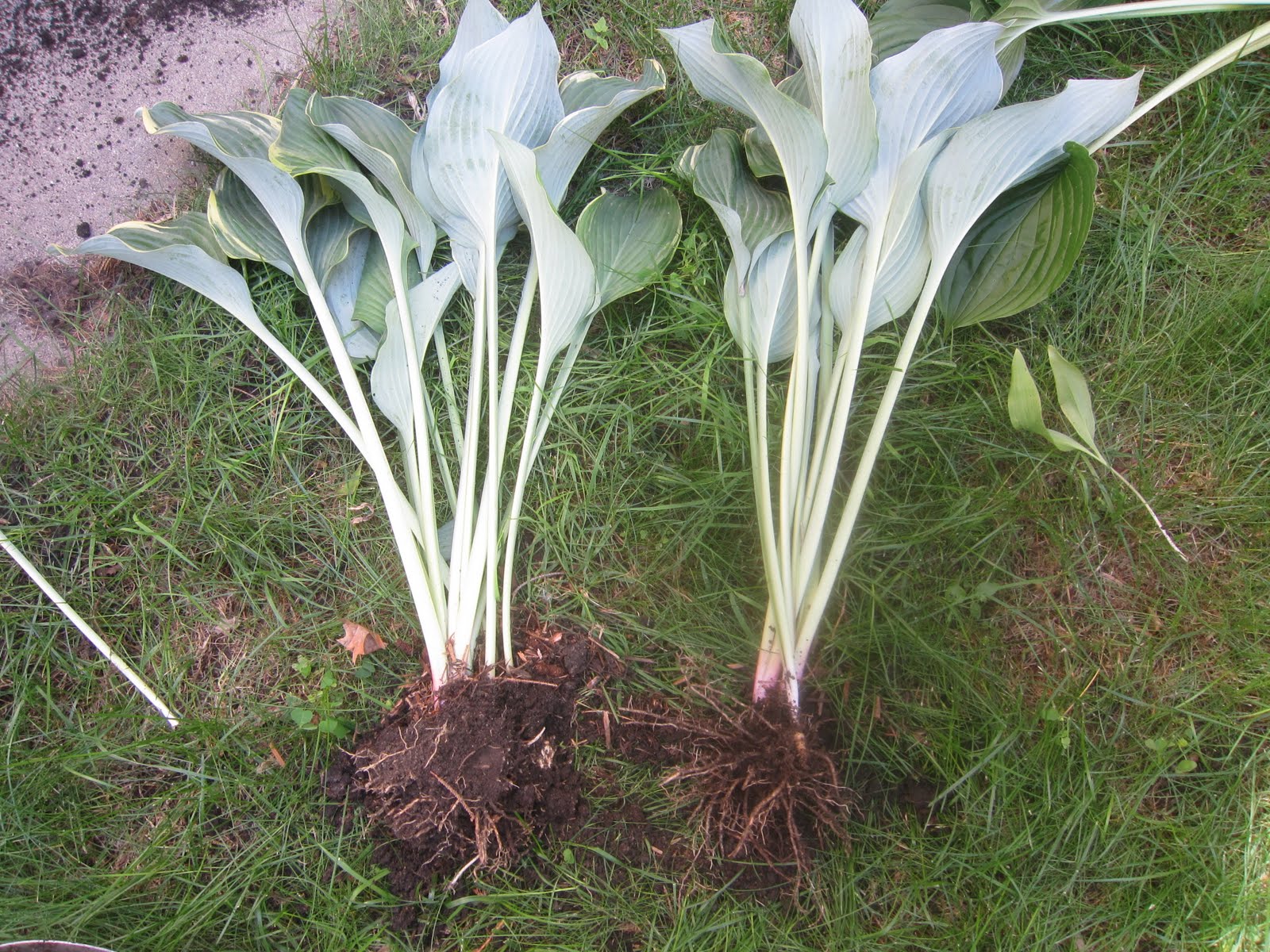 Chuck Does Art: How to Divide Hosta