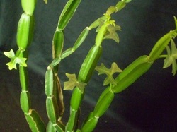 Ayurvedic - Natural Medicine: Cissus quadrangularis (MUDU PAYALA NALLEDA)