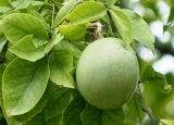 PLANTS DESCRIPTION: Aegle marmelos