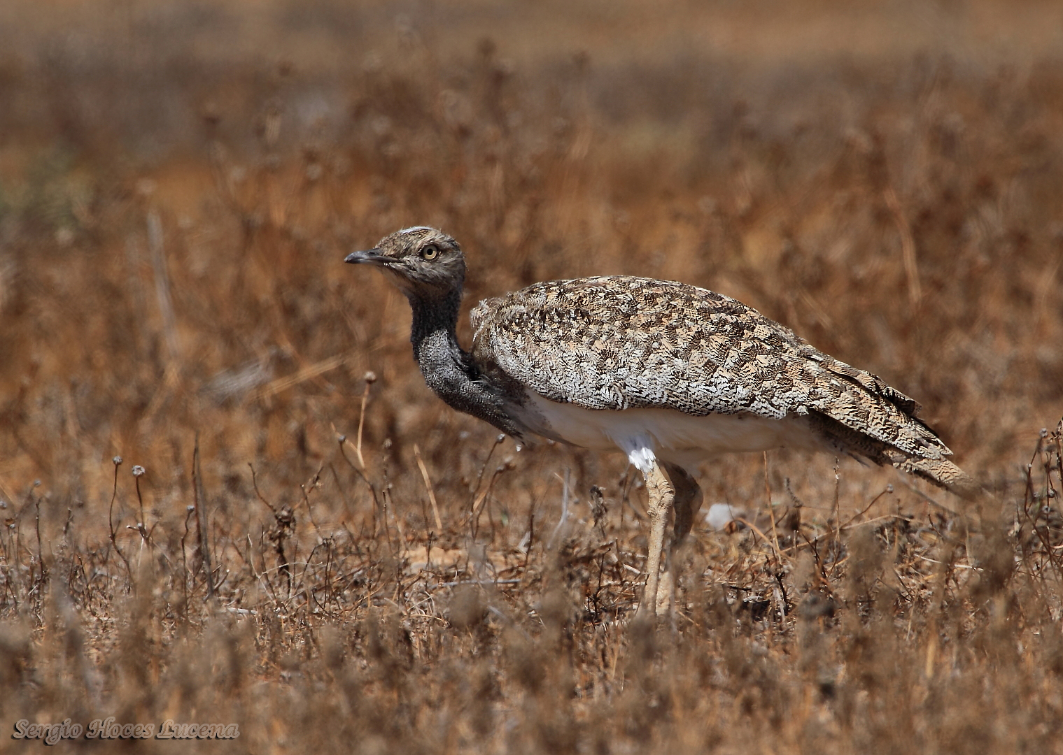 Viajes, Salidas, Naturaleza, (Fotografía).: Avutarda Hubara ...