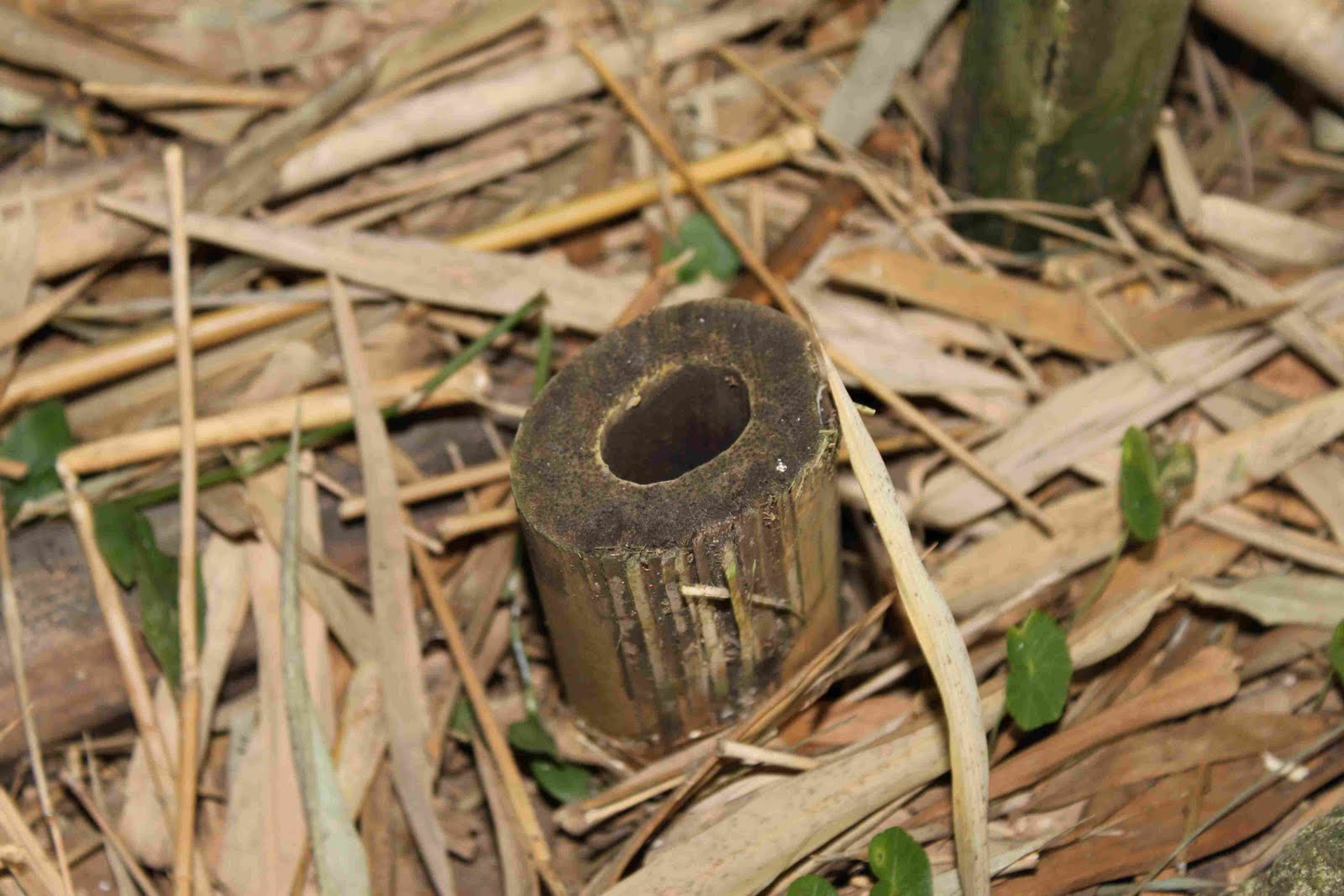 IPC TAIPAL - INSTITUTO DE PESQUISAS E CRIAÇÃO TAIPAL: Colheita de ...