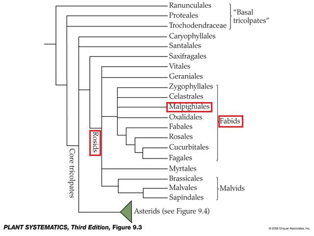 Family Hypericaceae : Botanical Classification of Hypericaceae