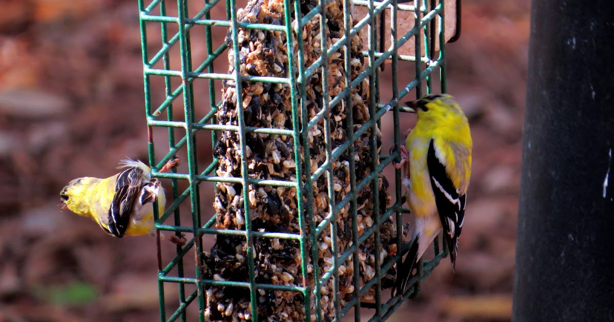 BirdsEyeViews: Bevy of Backyard Birds and Other Recent Captures