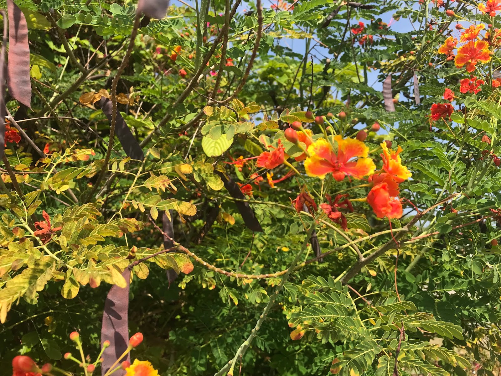新/马草药自然医学: 金凤花药用价值. Caesalpinia Pulcherrima benefits.Manfaat Dan ...