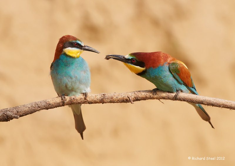 Birding Is Fun!: All The Colours of a Rainbow - European Bee-eater