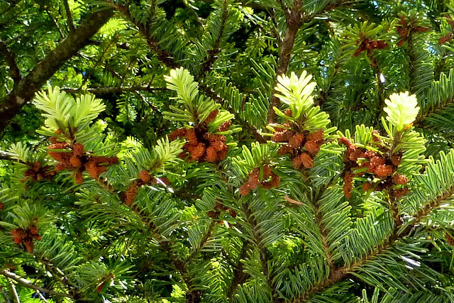 Árboles con alma: Abeto. Avet. (Abies alba)