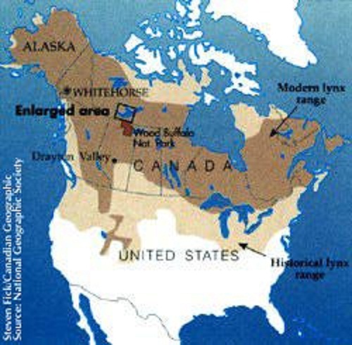 Wolves, Wolf Facts, Cougars, Cougar Facts, Coyotes, Coyote Facts ...