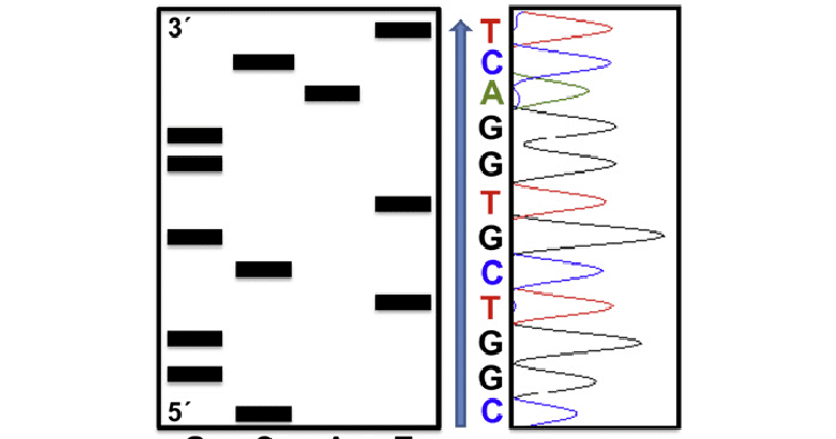 What is DNA Sequencing?