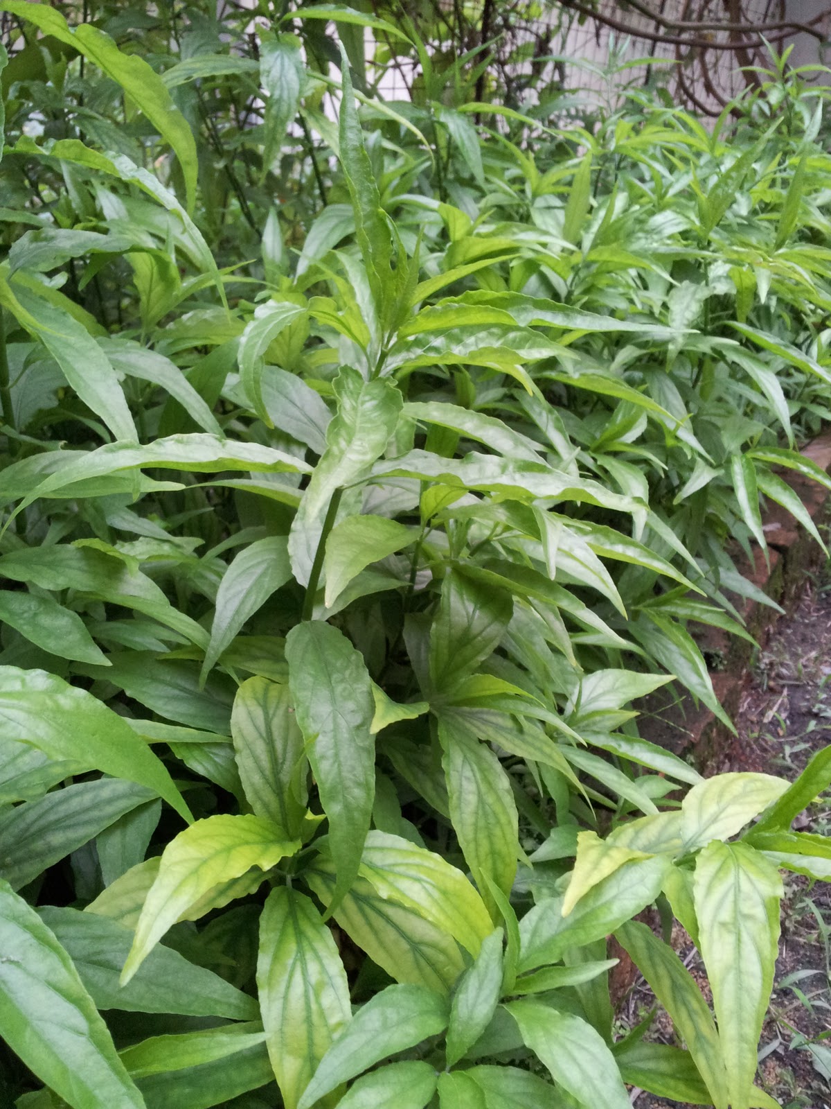 Sabah Snake Grass SSG: Photo Gallery - SSG