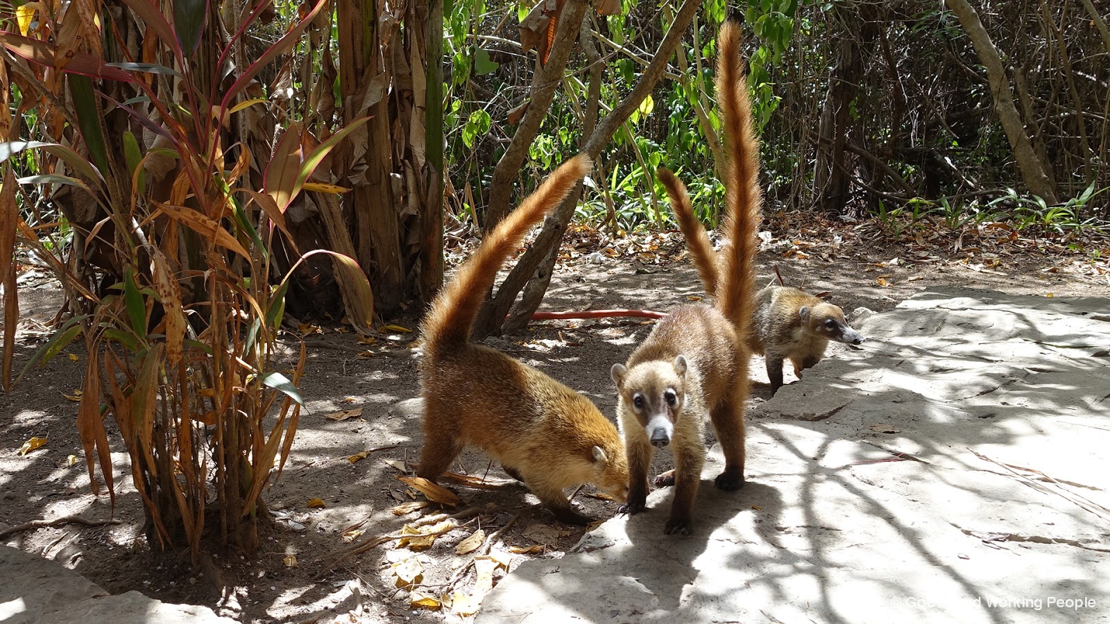AREA PROTEGIDA PARQUE NACIONAL TULUM