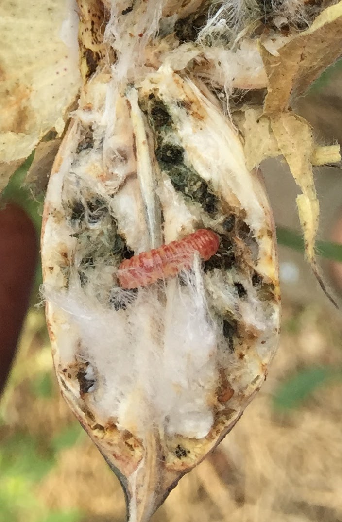 Keshav Kranthi: Pink Bollworm Strikes Bt-Cotton