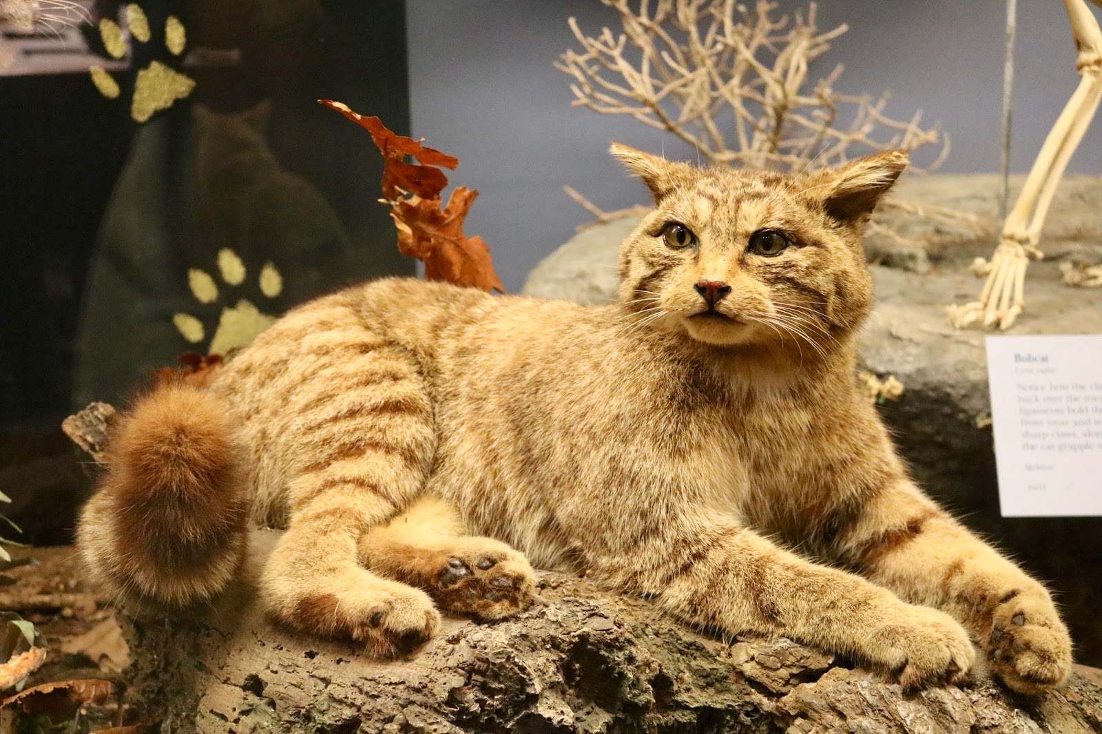 Amy's Creative Pursuits: Chicago Field Museum