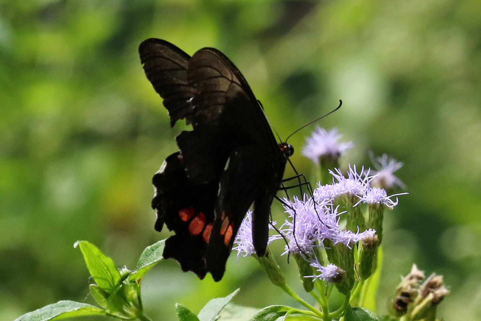 Rio Grande Valley Butterflies: Red-sided Swallowtail at National ...