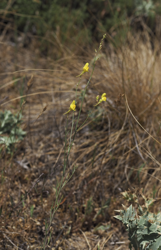 Paseos por la naturaleza: Linaria spartea. Baleo montesino.