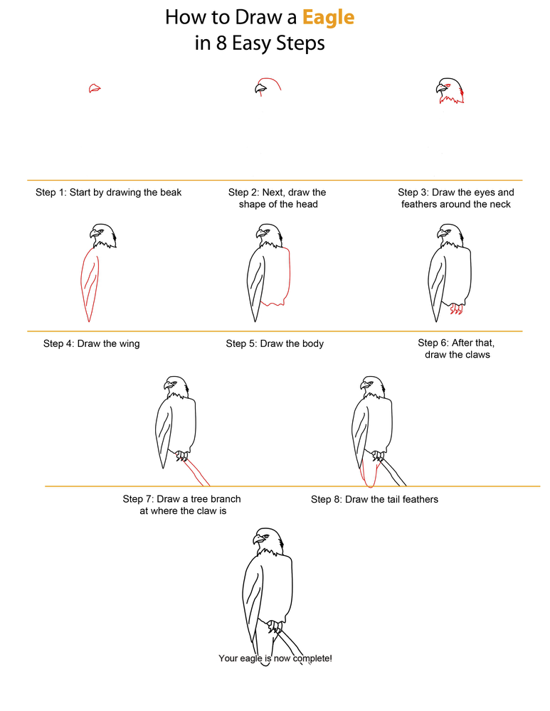 How to Draw Eagle - How to Draw Animal